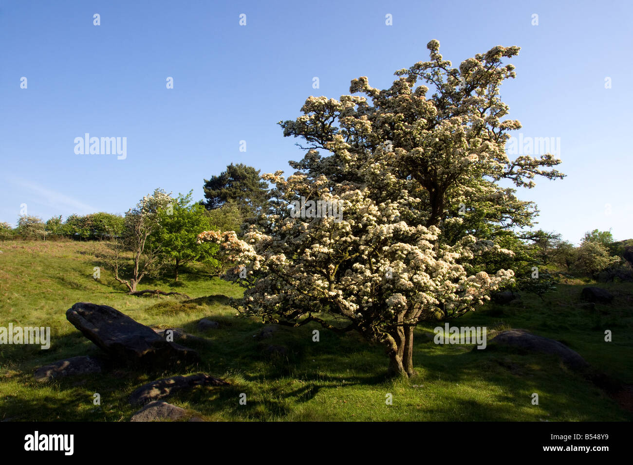 tree with spring blossom in derbyshire Stock Photo - Alamy