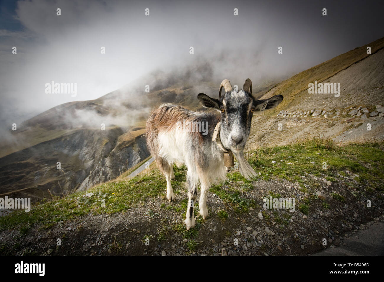 Pyrenees goats hi-res stock photography and images - Alamy