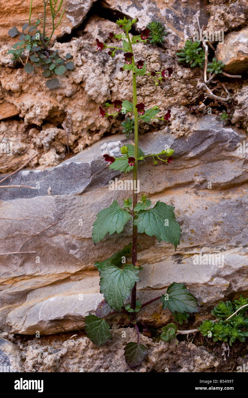 Nettle leaved Figwort Scrophularia peregrina in flower Greece Stock ...