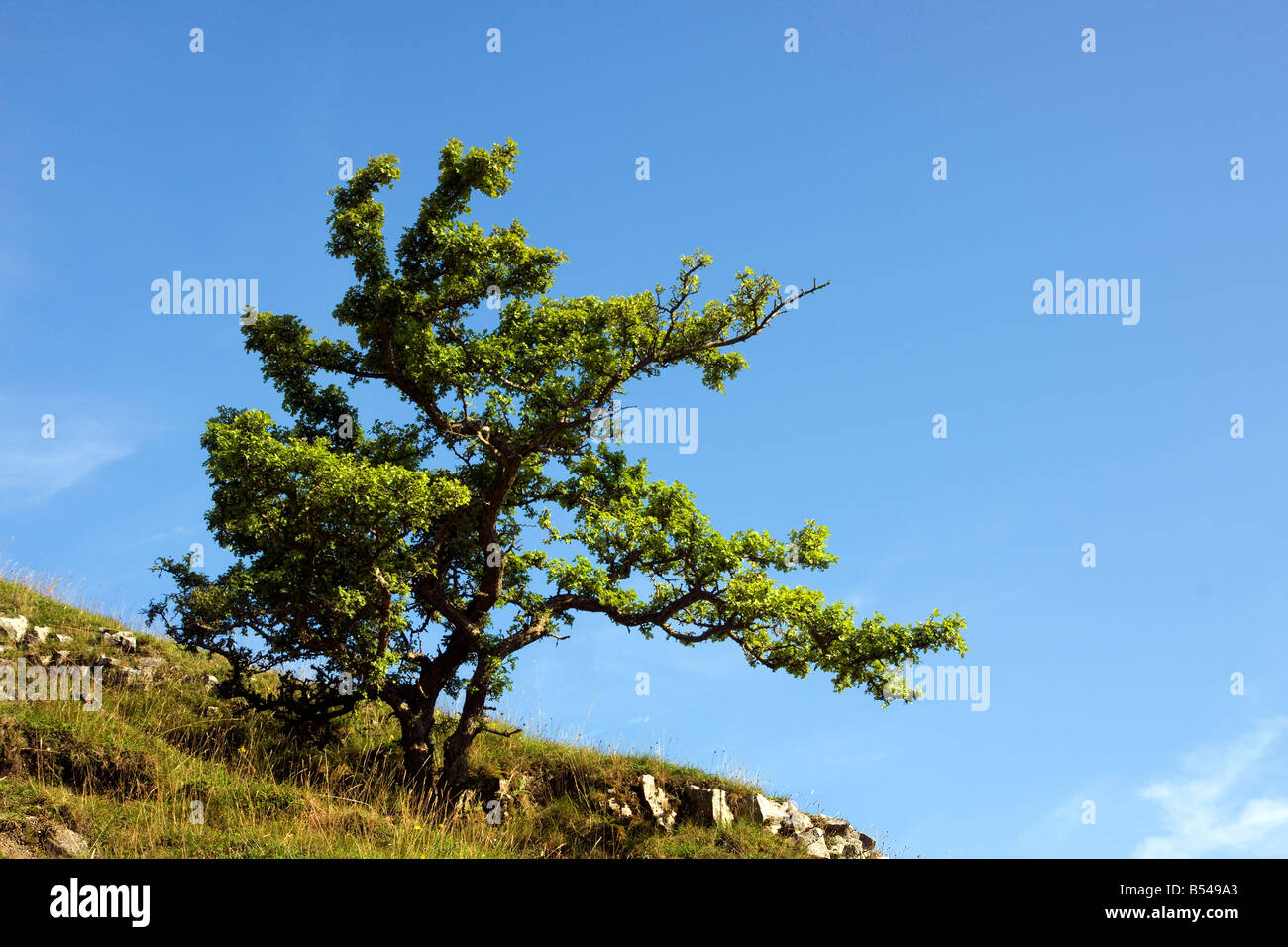 Hillside tree hi-res stock photography and images - Alamy