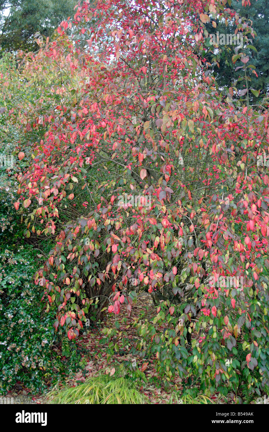 EUONYMUS RED CASCADE AT KNOLL GARDENS WIMBORNE DORSET Stock Photo - Alamy