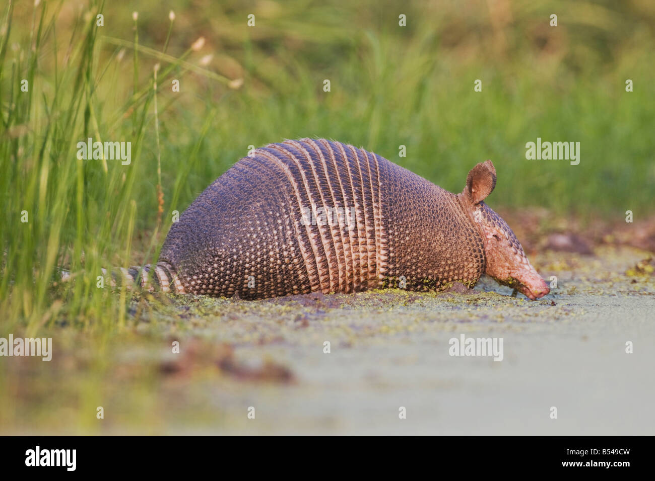 Nine-banded Armadillo Dasypus novemcinctus adult drinking Sinton Corpus ...