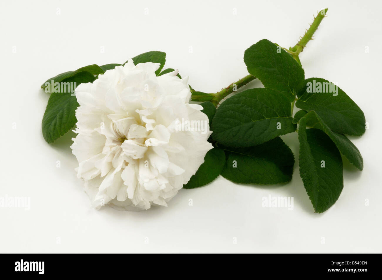 Rosa damascena hi-res stock photography and images - Alamy