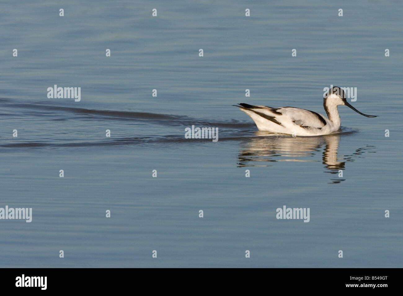 Webbed feet for swimming hi-res stock photography and images - Alamy