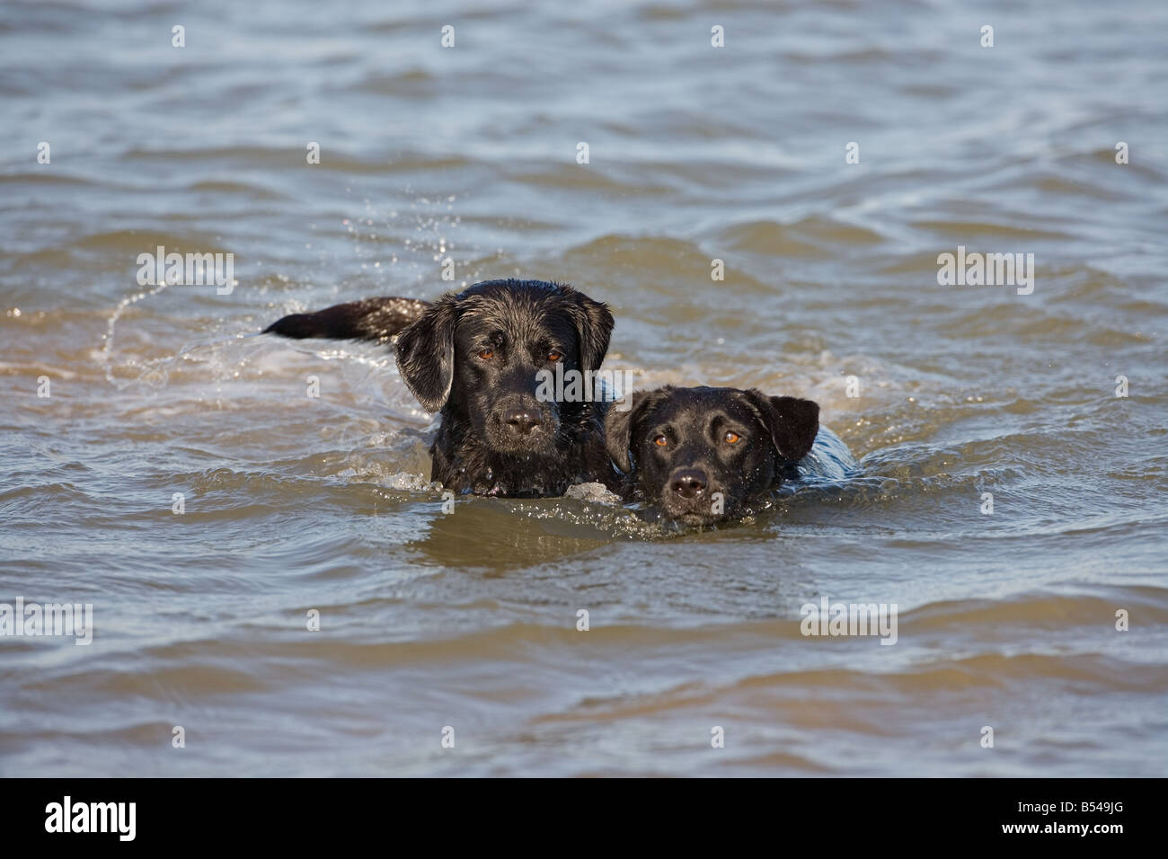 Water dogs hi-res stock photography and images - Alamy