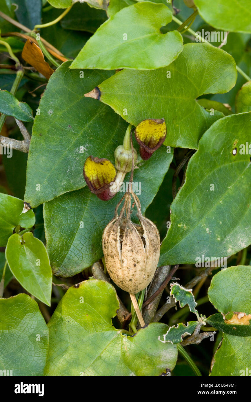 Evergreen Dutchman s Pipes Aristolochia sempervirens flower and fruit ...