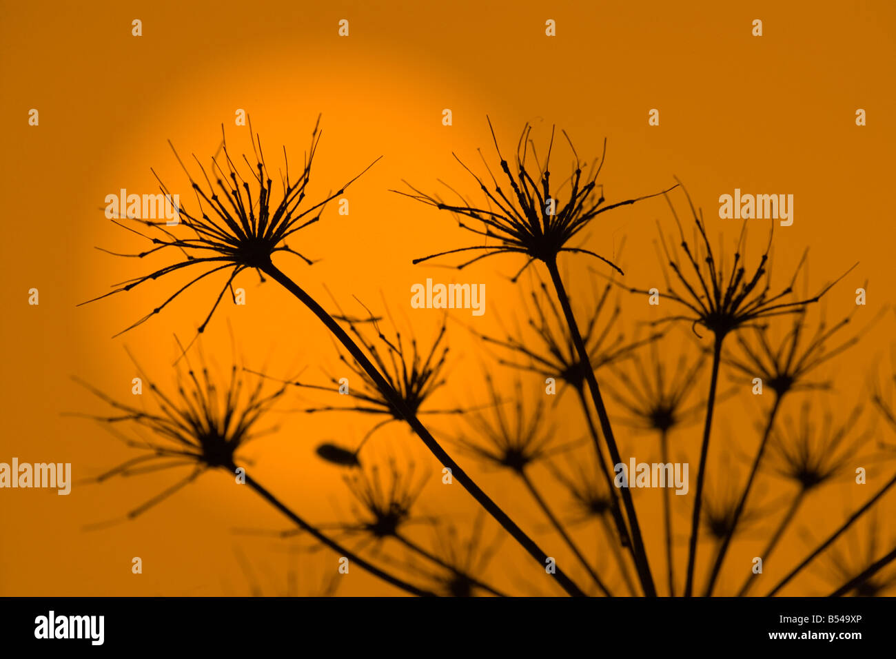 Hedge Parsley Torilis japonica Stock Photo - Alamy