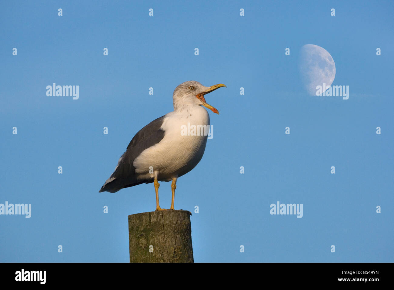 Larus fuscus east anglia hi-res stock photography and images - Alamy
