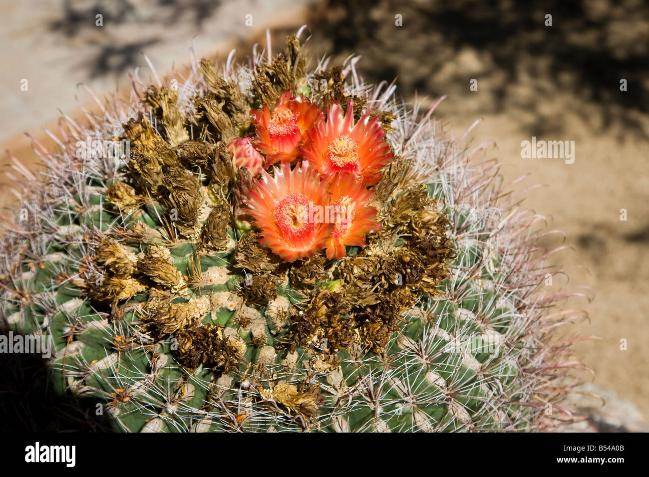 Cactus, Joshua Tree National Park in California, USA Stock Photo - Alamy