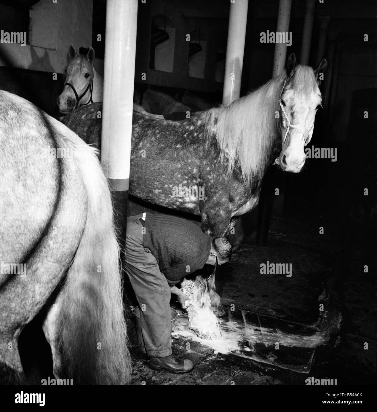 Shire horse show Black and White Stock Photos & Images - Alamy