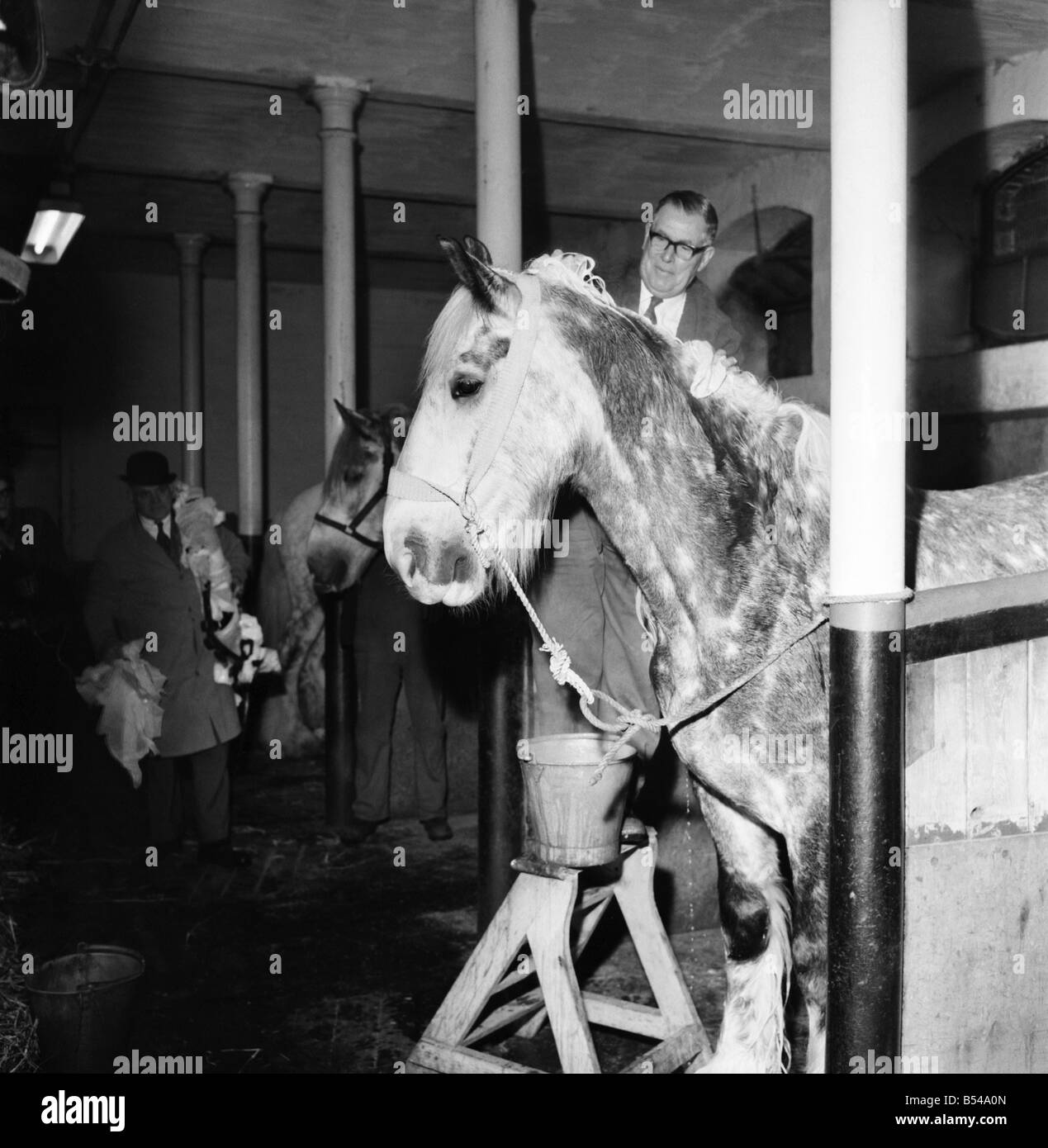 Lord Mayor's coachman prepares his horses for the Lord Mayor's show. 61 ...
