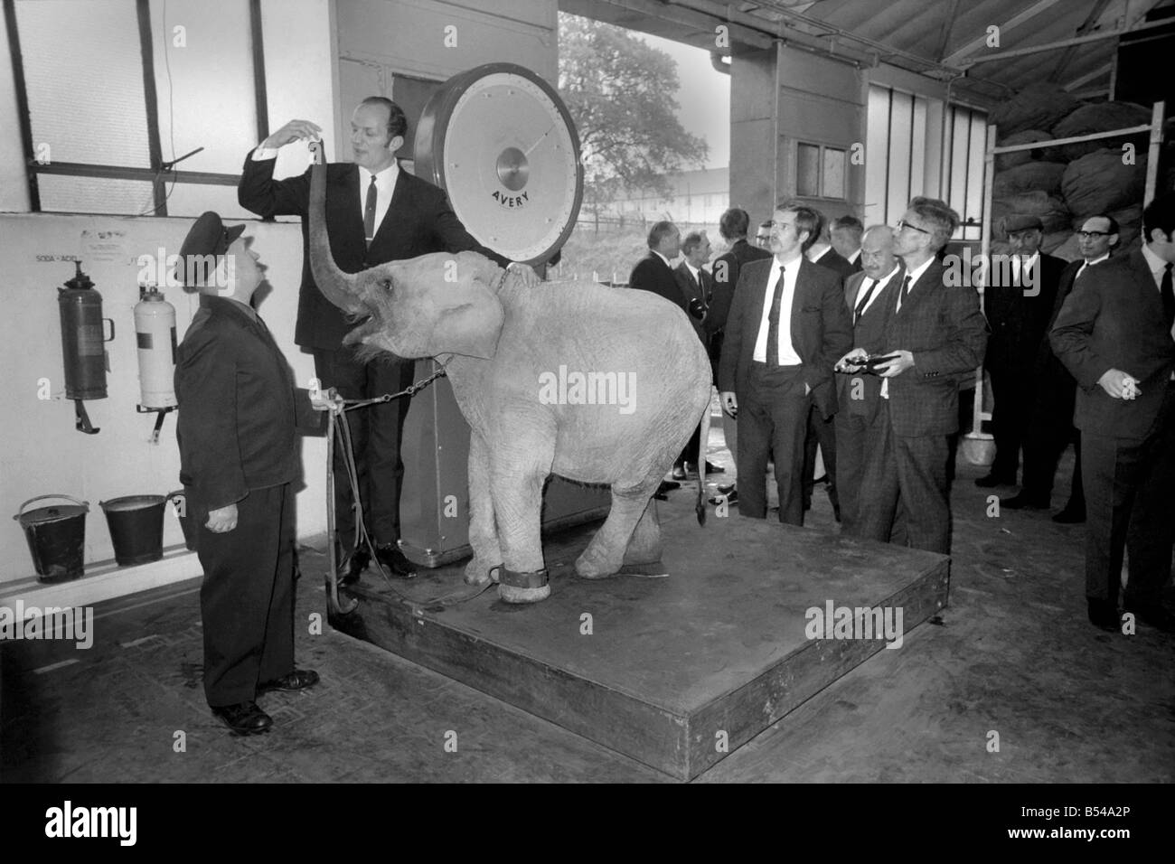 Lulu the baby elephant at Chessington Zoo, was weighed-in, for Lulu was ...