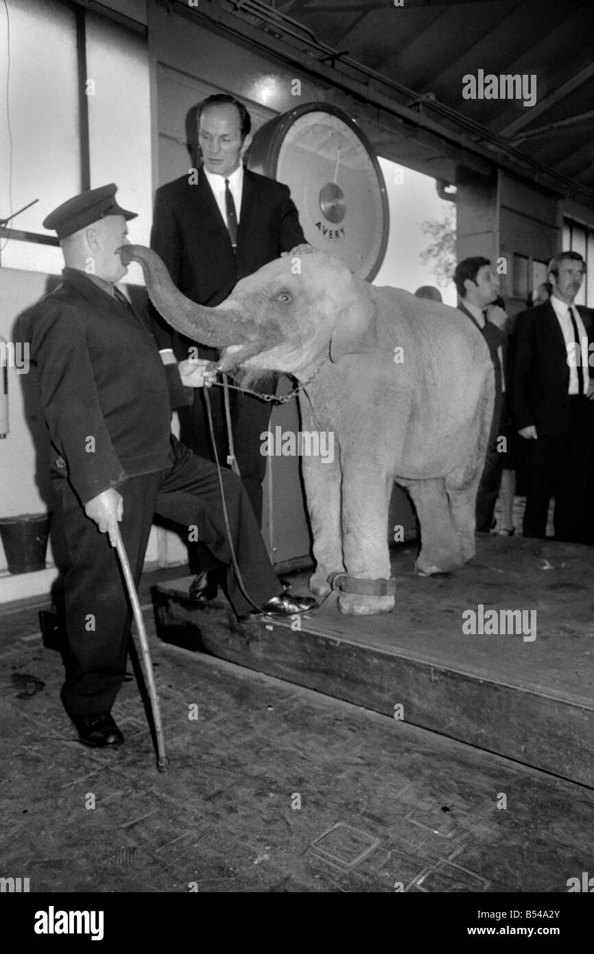 Lulu the baby elephant at Chessington Zoo, was weighed-in, for Lulu was ...