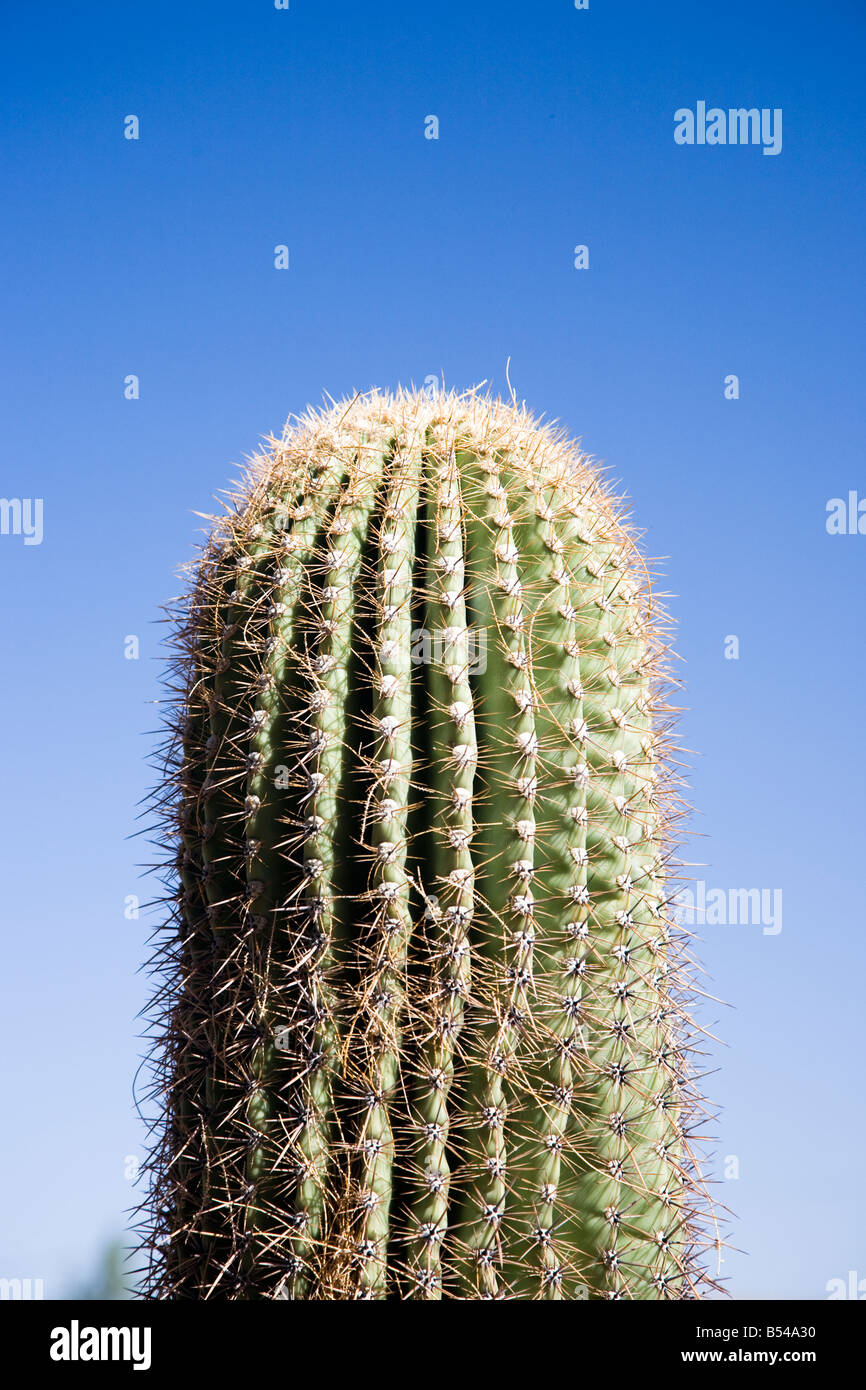 Cactus, Joshua Tree National Park in California, USA Stock Photo - Alamy