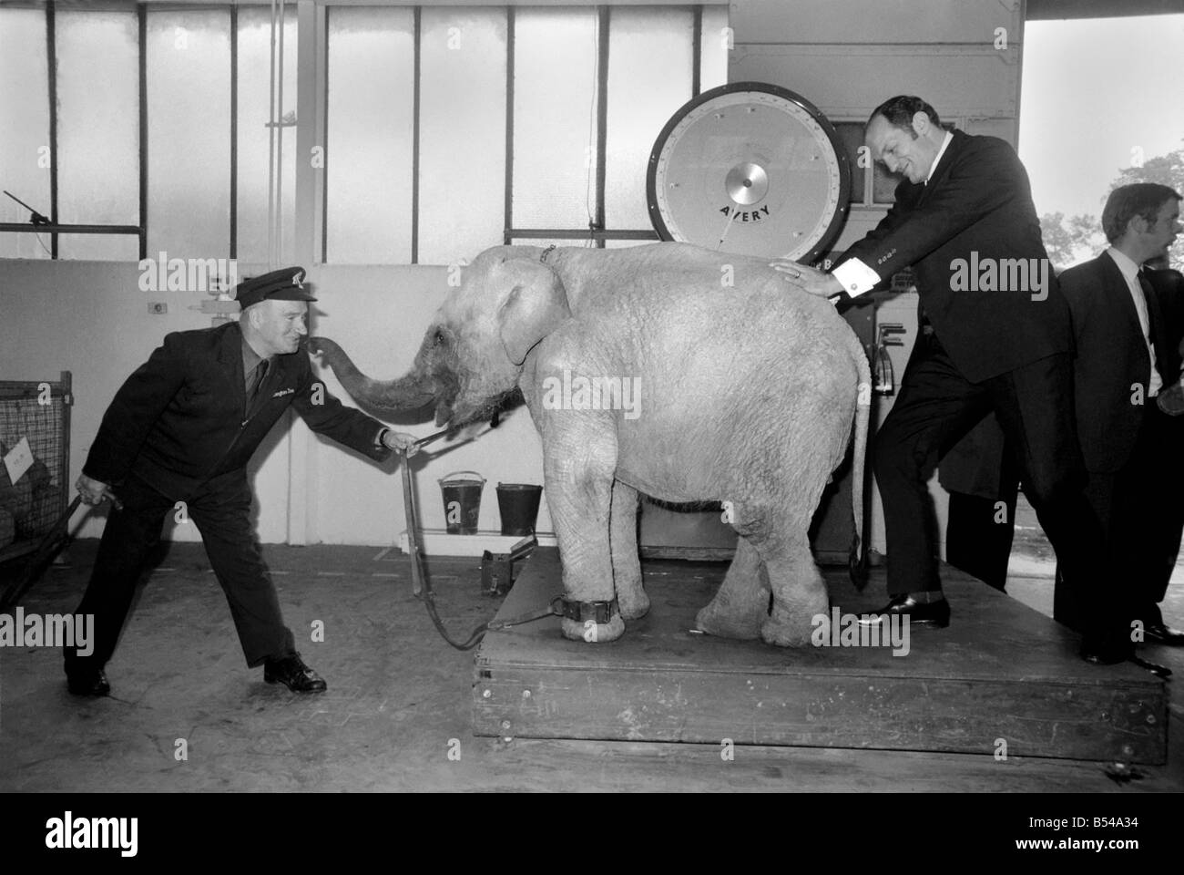 Lulu the baby elephant at Chessington Zoo, was weighed-in, for Lulu was ...