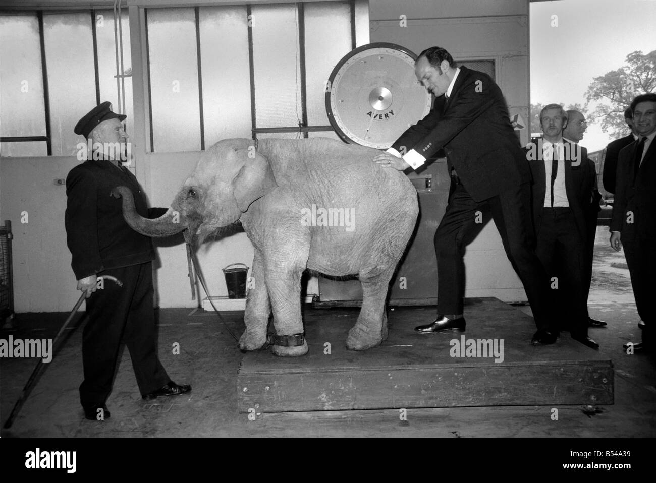 Lulu the baby elephant at Chessington Zoo, was weighed-in, for Lulu was ...