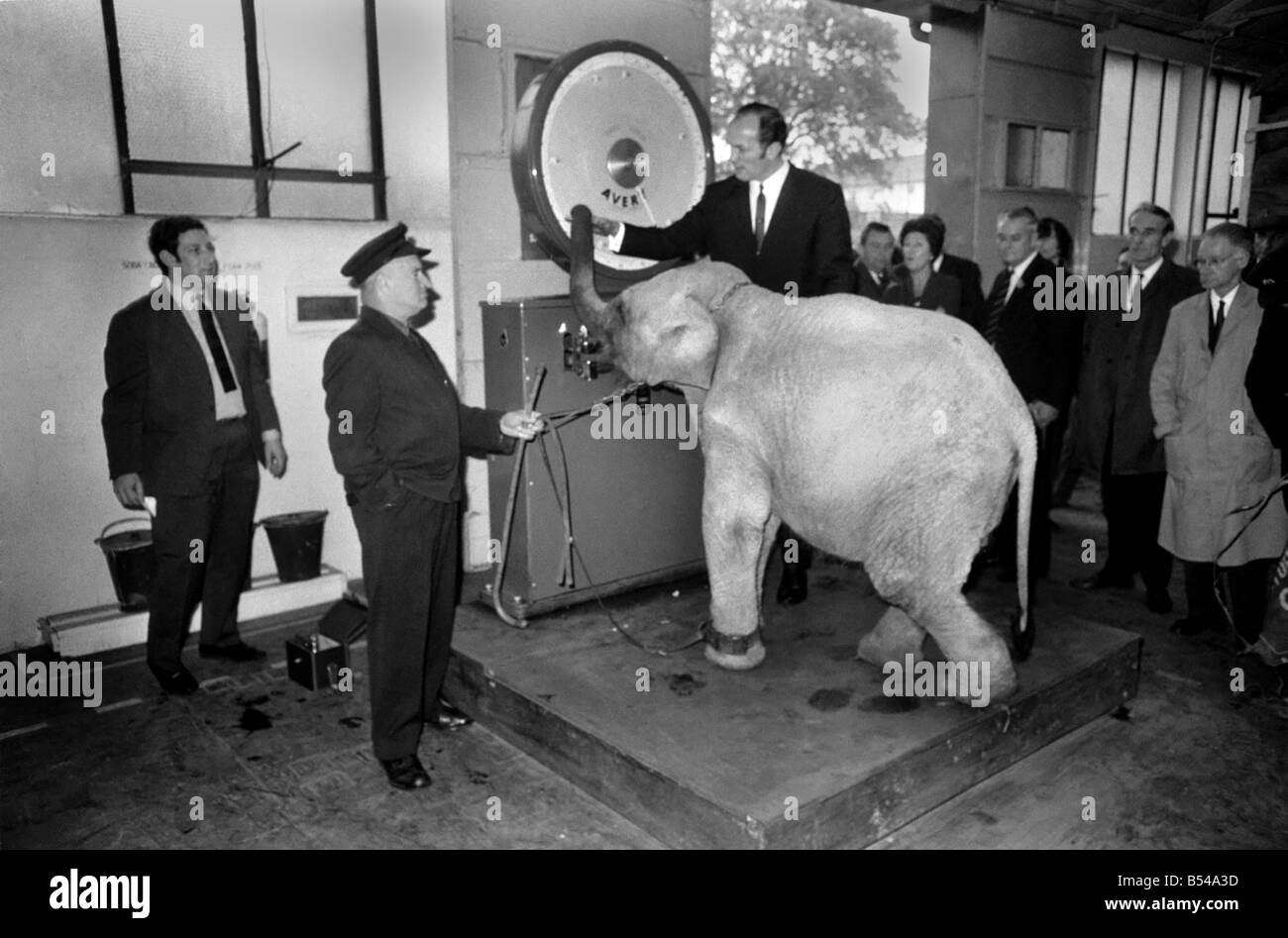 Lulu the baby elephant at Chessington Zoo, was weighed-in, for Lulu was ...