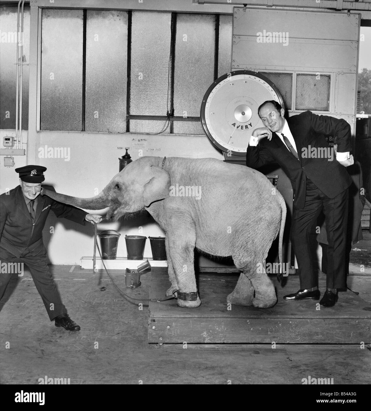 Lulu the baby elephant at Chessington Zoo, was weighed-in, for Lulu was ...