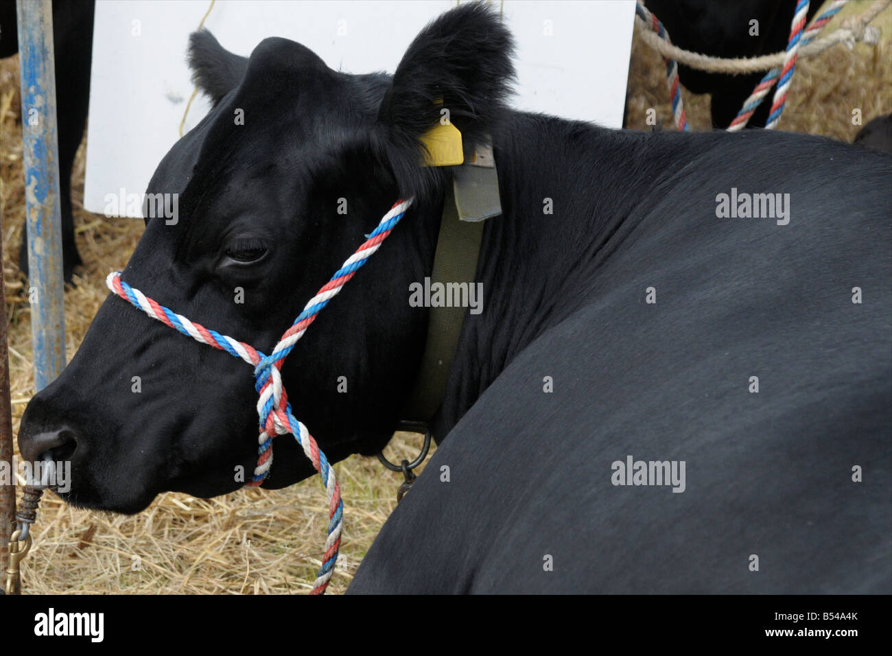 Angus Bull at Northallerton Agricultural Show Stock Photo - Alamy