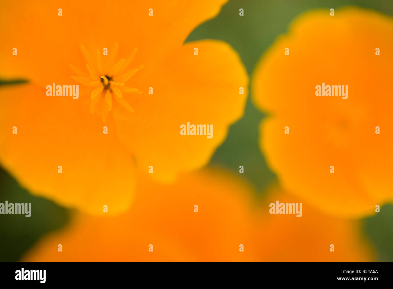 California orange poppy flowers hi-res stock photography and images - Alamy