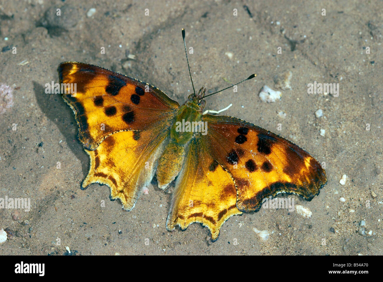Satyr Comma Polygonia satyrus Stock Photo - Alamy