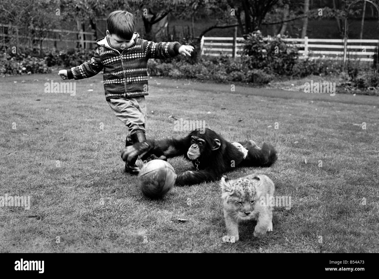 Longleat monkeys hi-res stock photography and images - Alamy