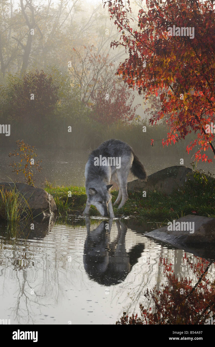 Gray Wolf drinking water at a river surrounded by Fall colors at dawn ...
