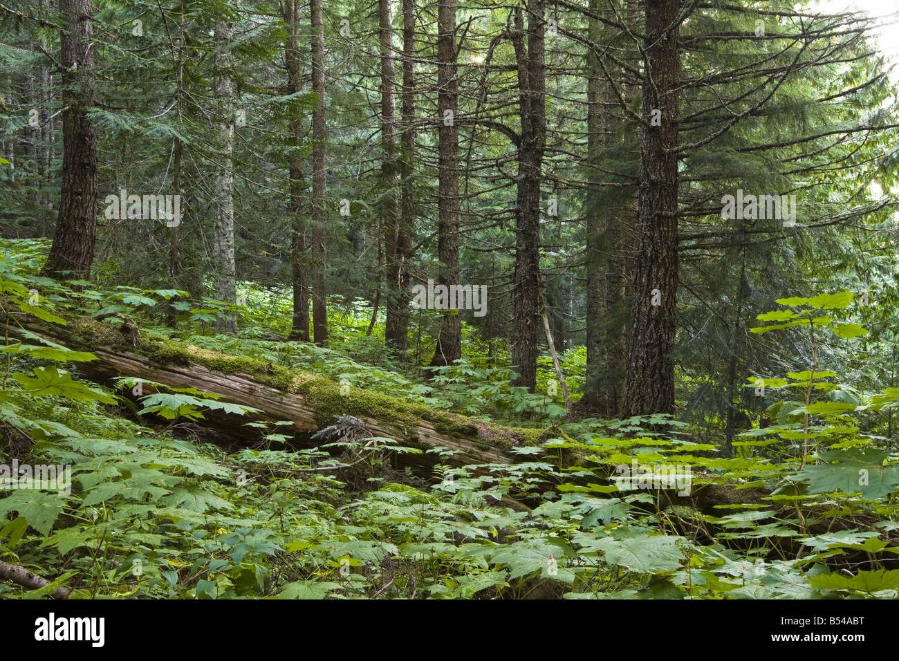 Mirror Lake Trail, Mt Hood National Forest Stock Photo - Alamy