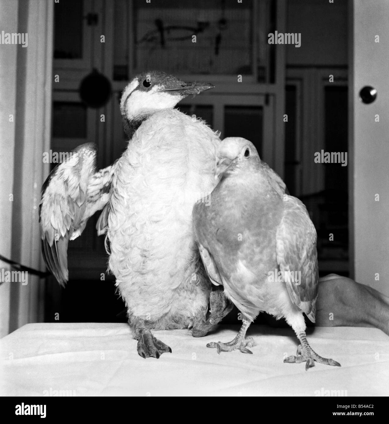 Bird rehabilitation Black and White Stock Photos & Images - Alamy