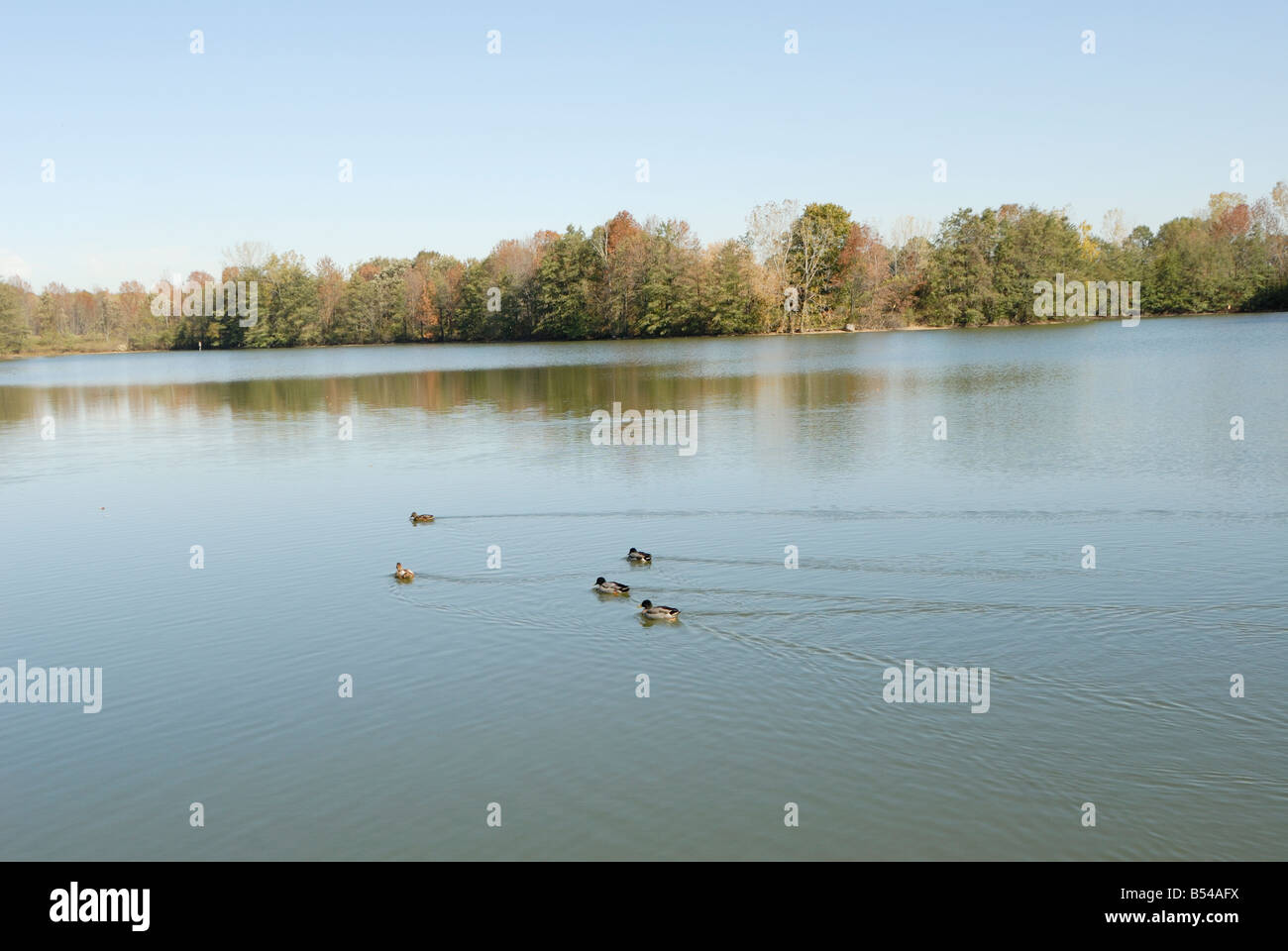 fall scene across lake pond with swimming ducks Stock Photo - Alamy