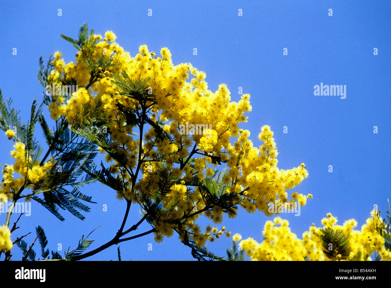 Mimosa yellow mediterranean winter flower Stock Photo - Alamy