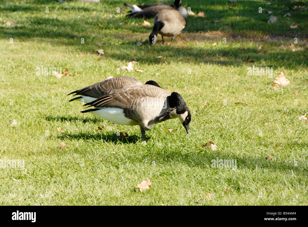 Canadian geese eating in grass Stock Photo - Alamy