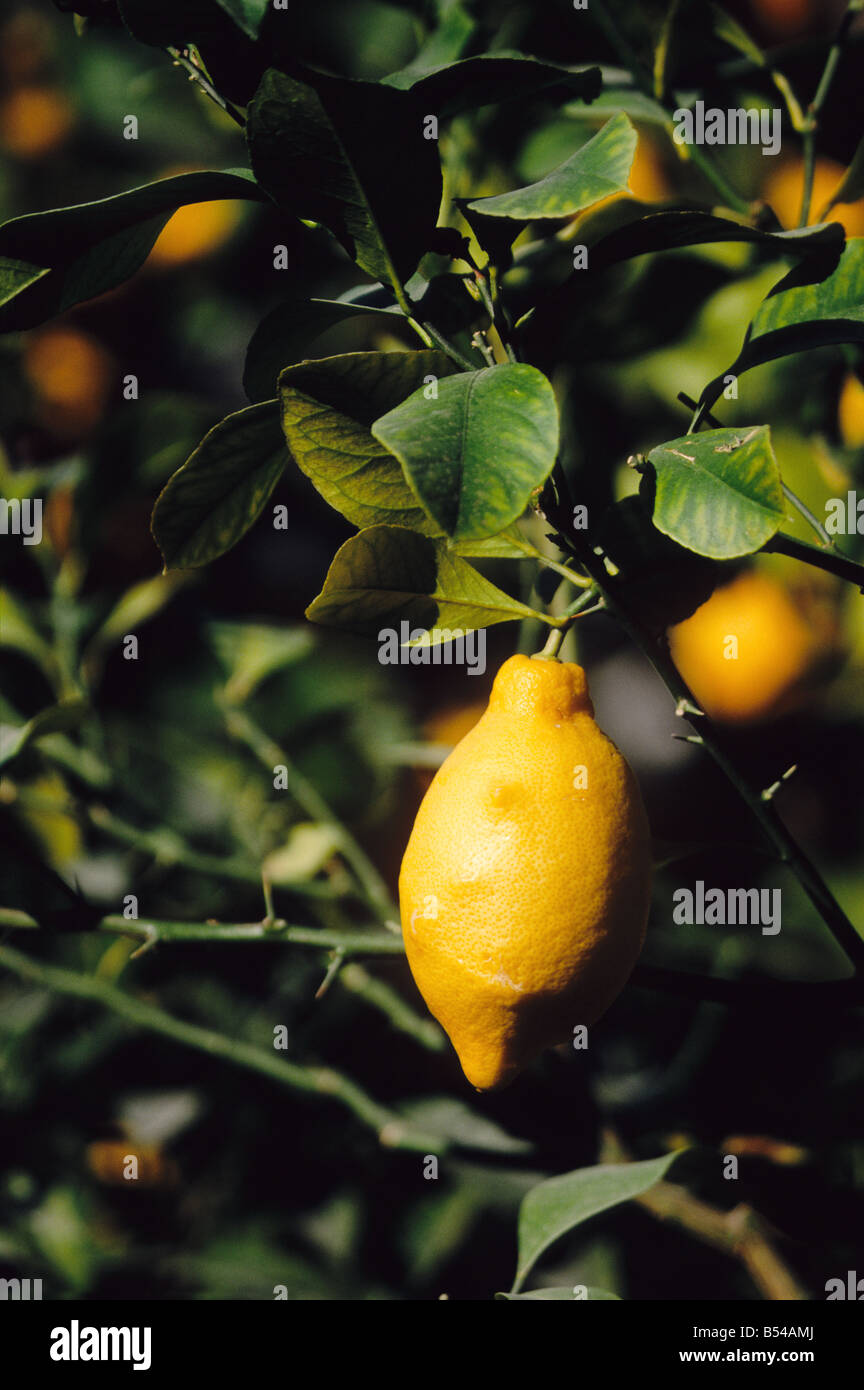 Lemon tree hi-res stock photography and images - Alamy