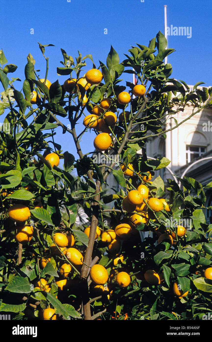 Menton lemon festival Alpes-MAritimes 06 cote d'azur French Riviera ...