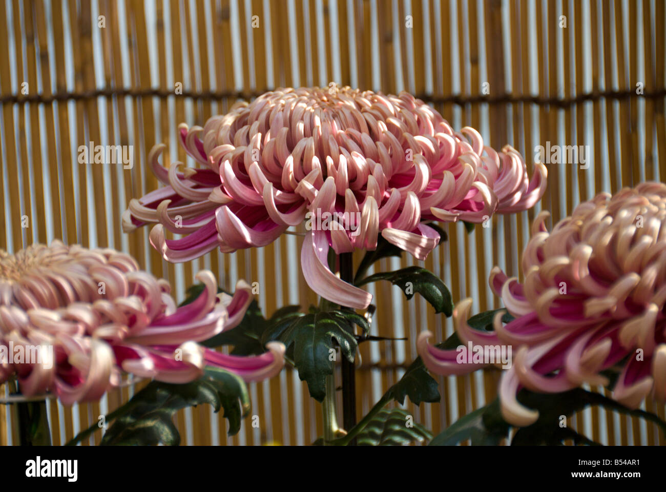 Chrysanthemums flowers display show hi-res stock photography and images ...