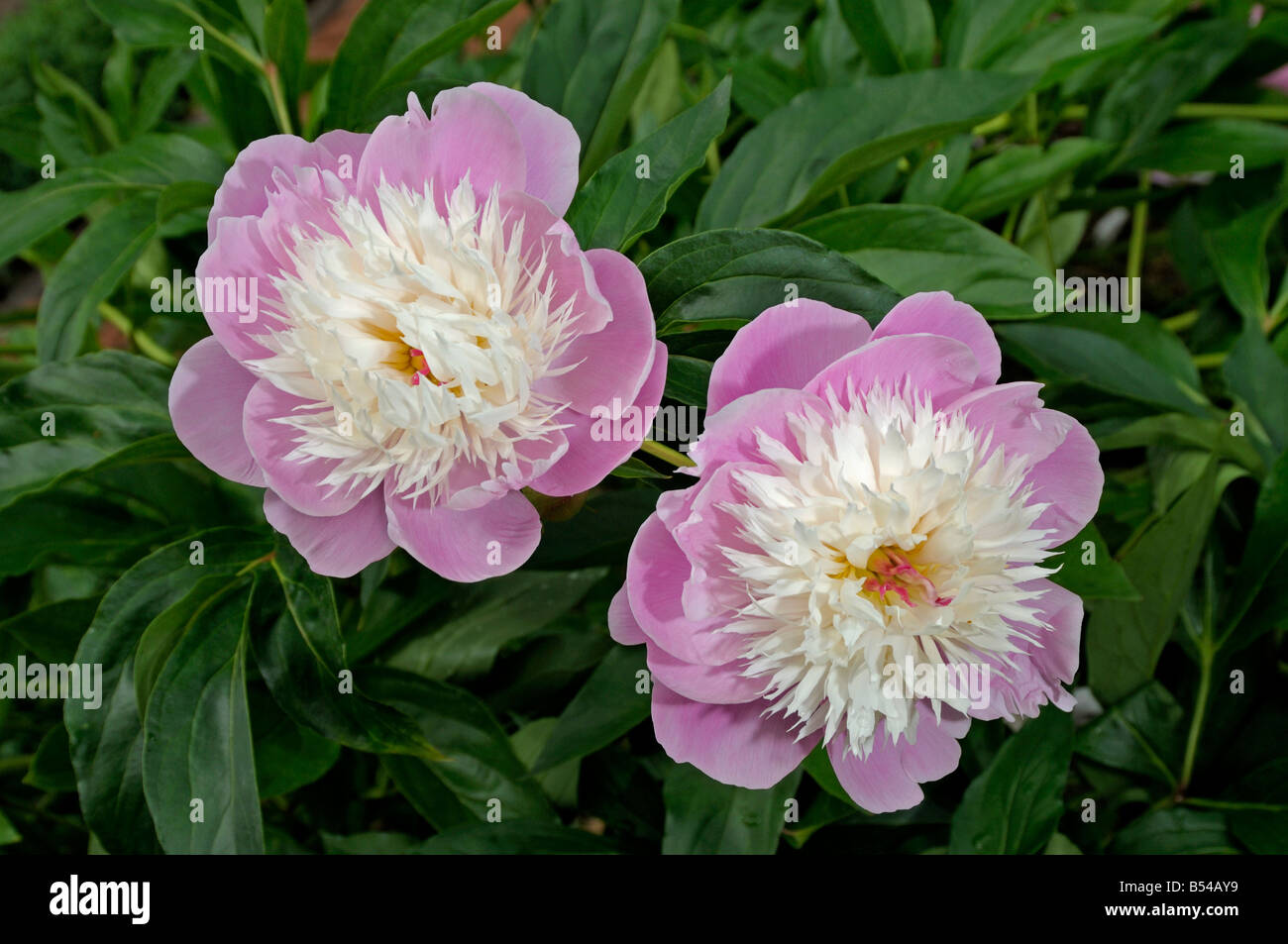 Common paeony hi-res stock photography and images - Alamy