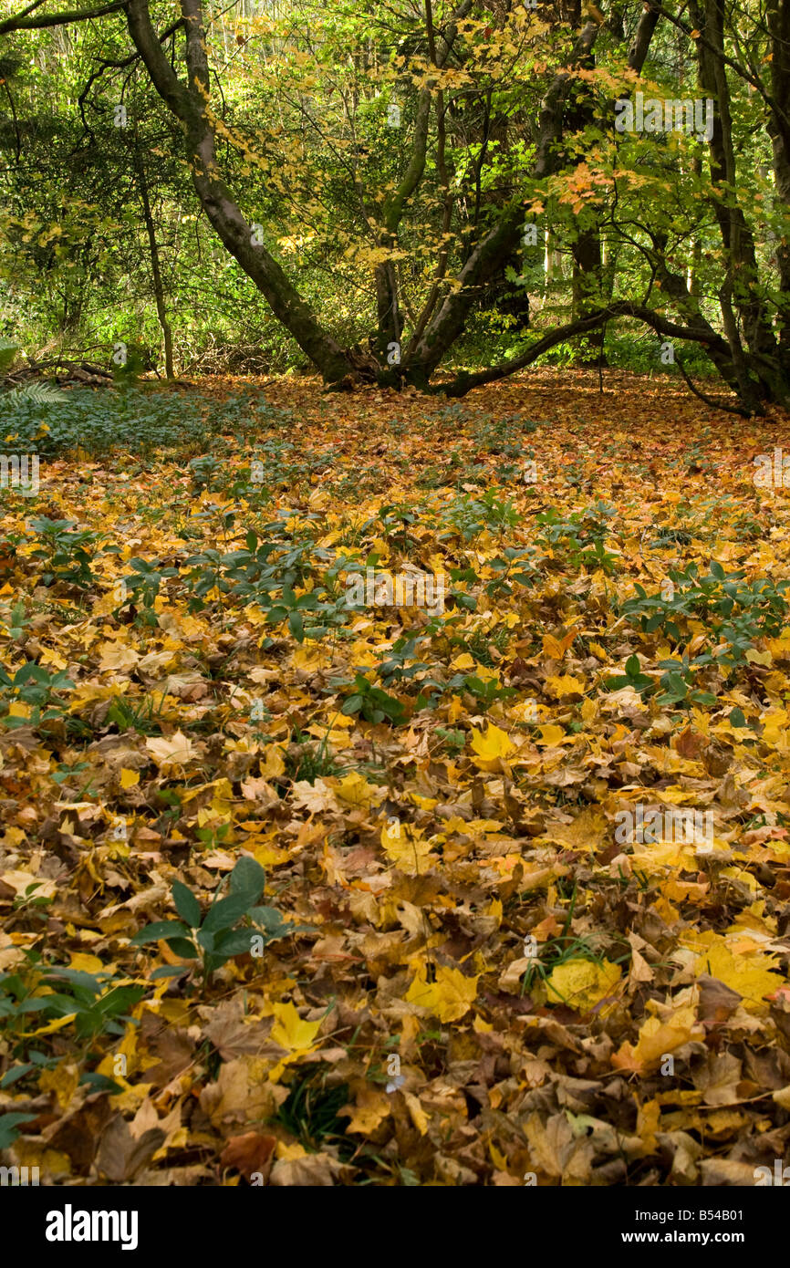 Autumn leaf litter hi-res stock photography and images - Alamy