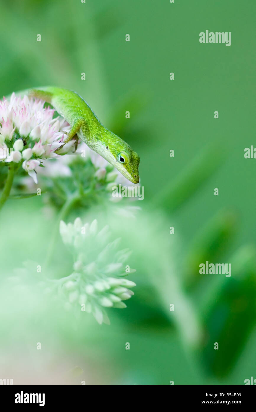 Cute Green Lizards