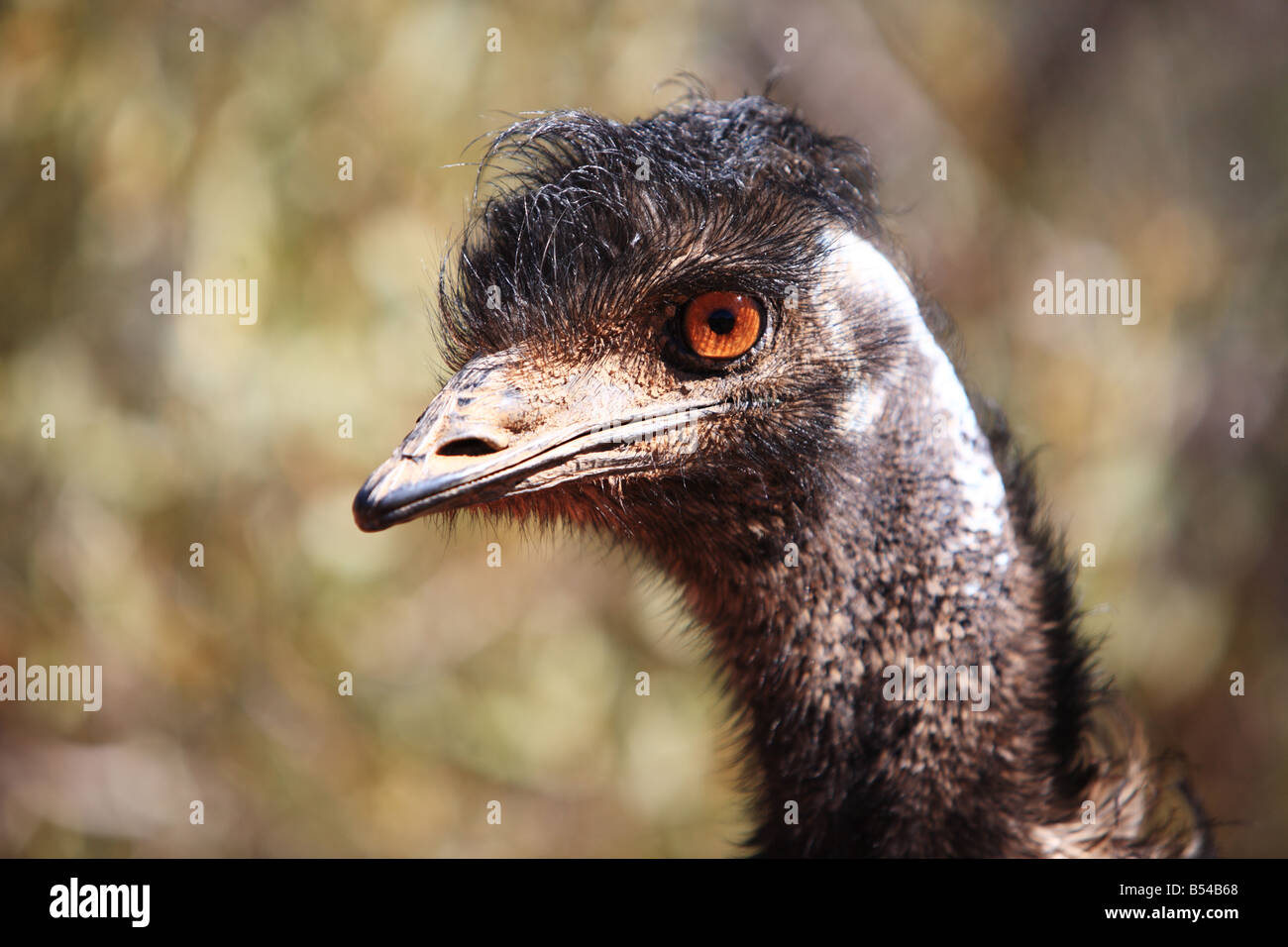 Emu in the outback, Northern Territory Stock Photo - Alamy