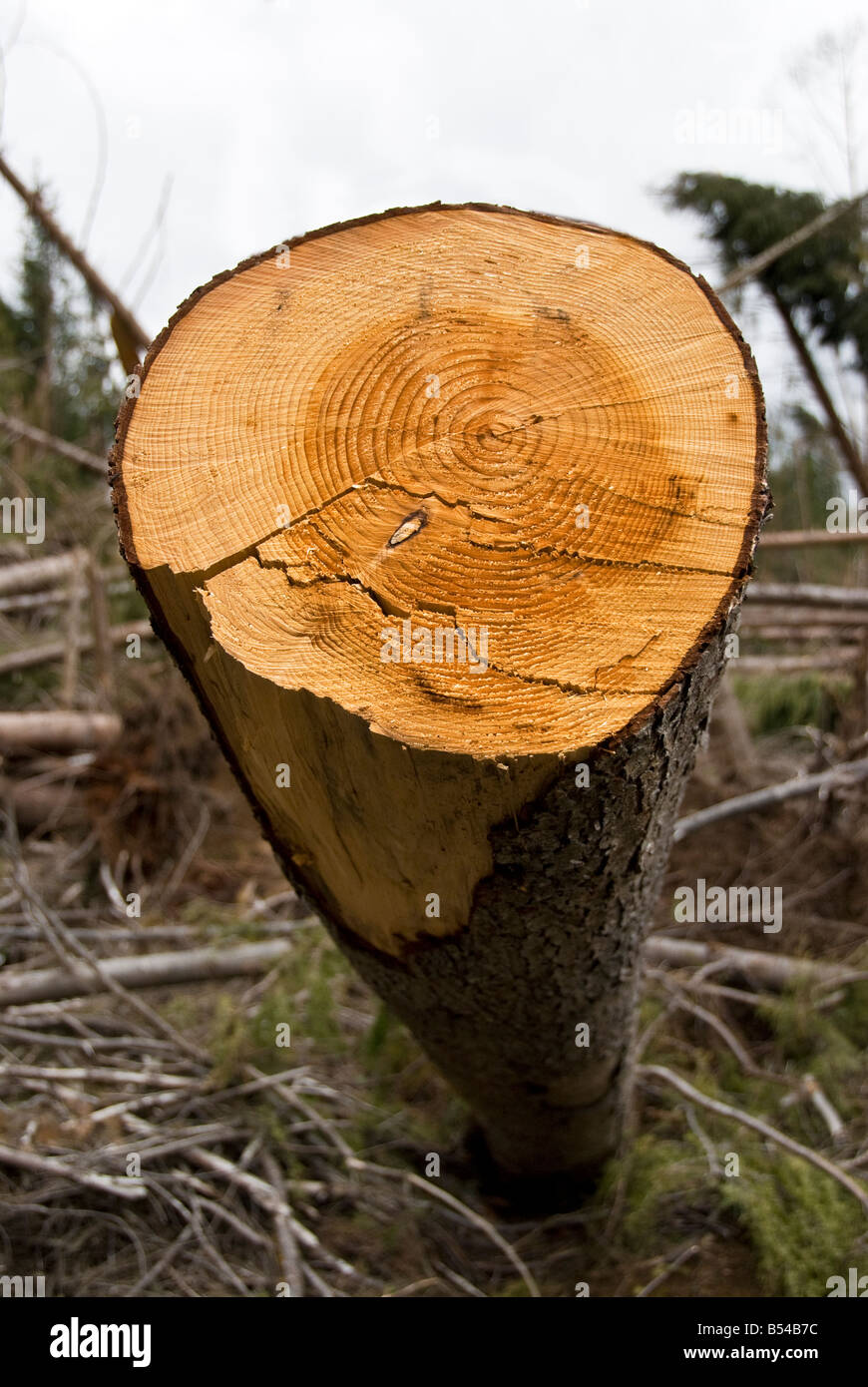 End of downed cut tree tree showing growth rings Oregon State USA Stock ...