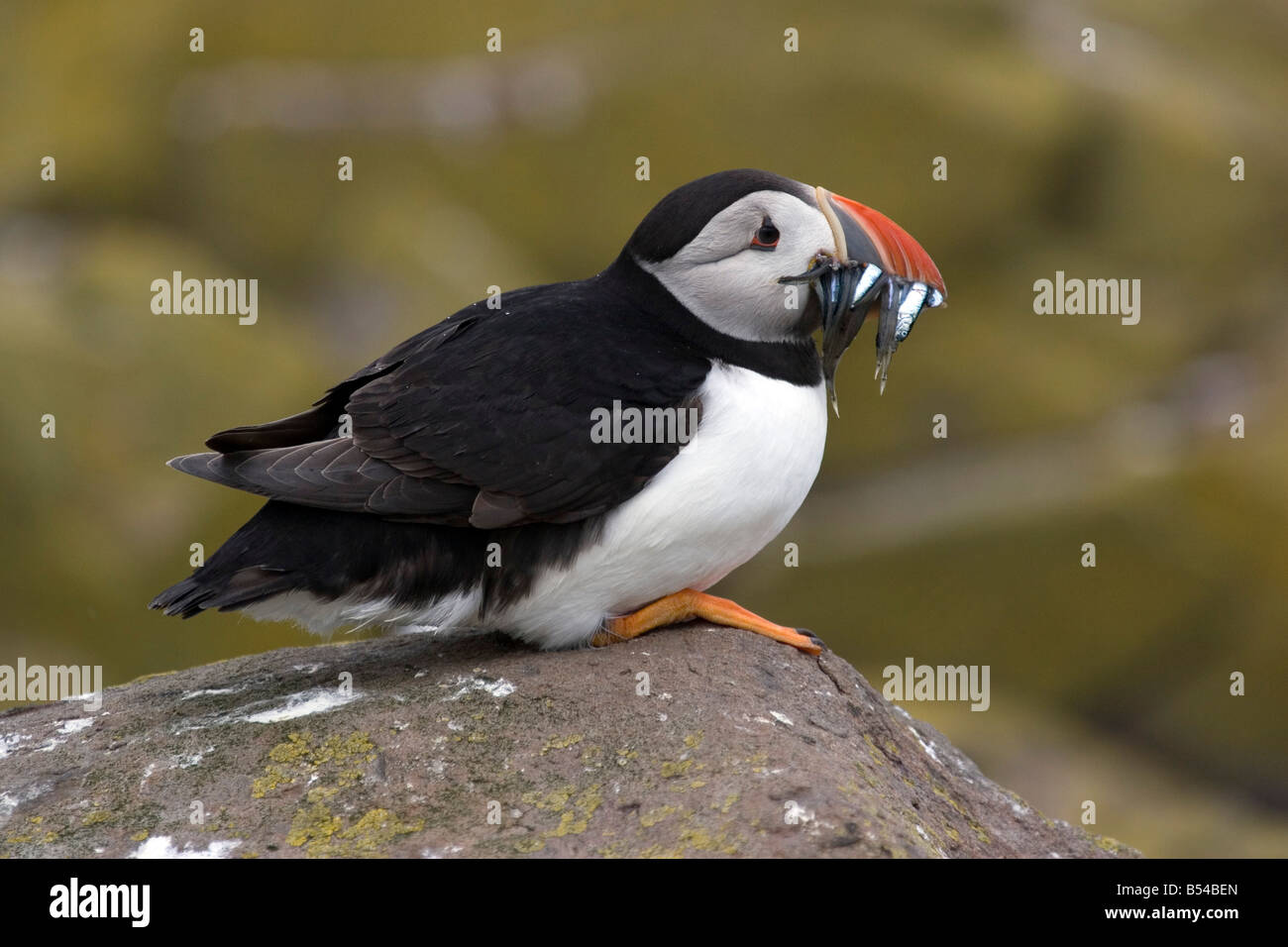 Puffin fishing hi-res stock photography and images - Alamy