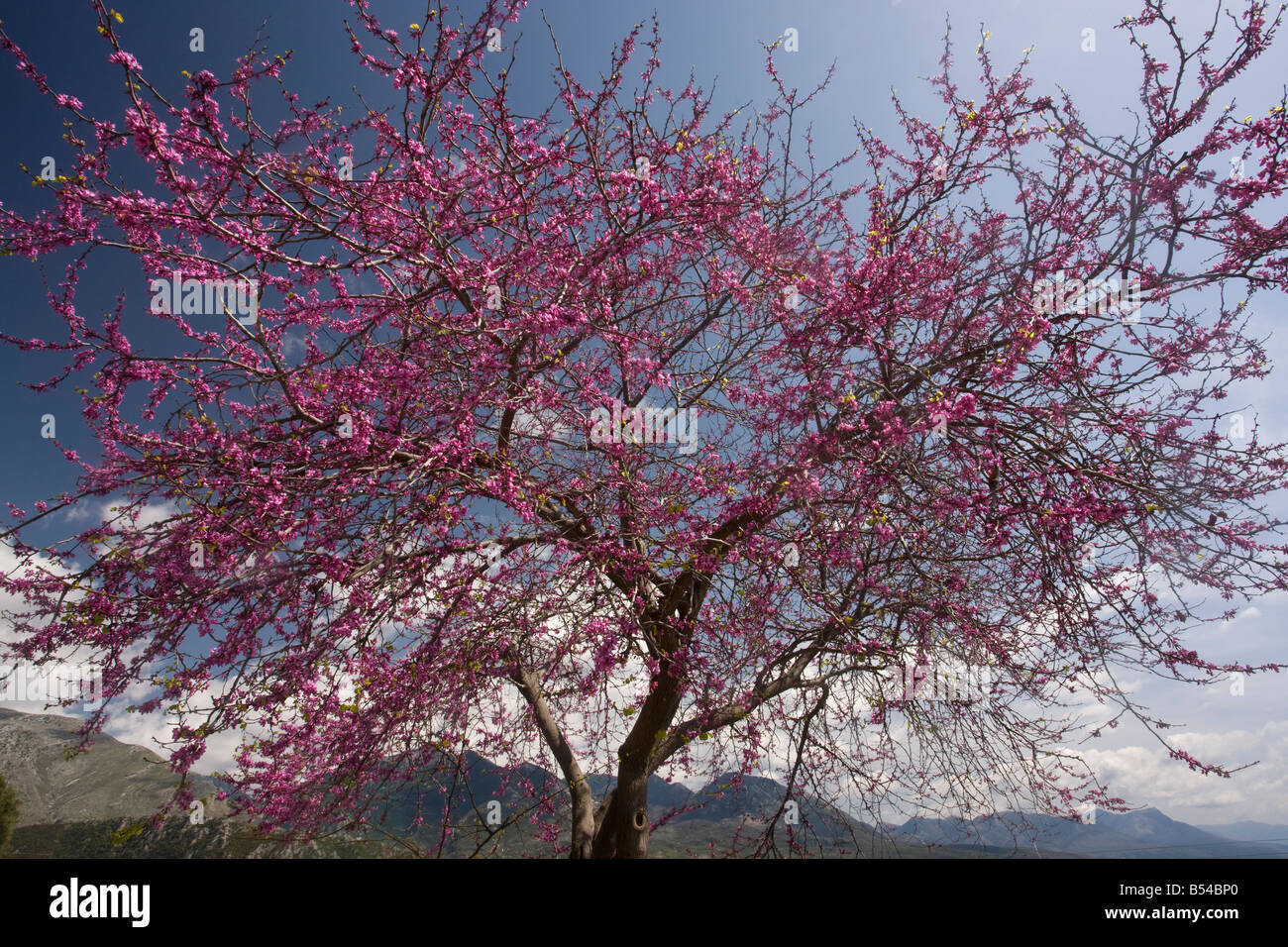 Cercis siliquastrum judas tree in hi-res stock photography and images ...
