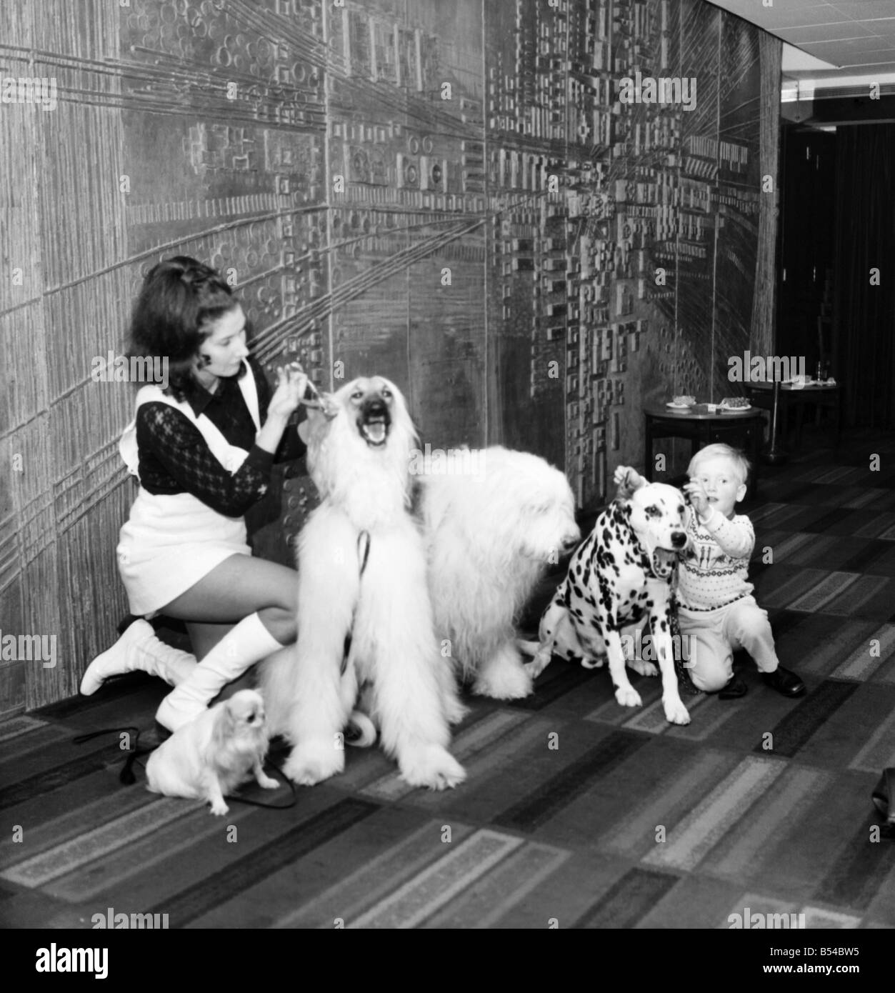 Canine stars of the Film and Television. Gloria North from Datchet ...