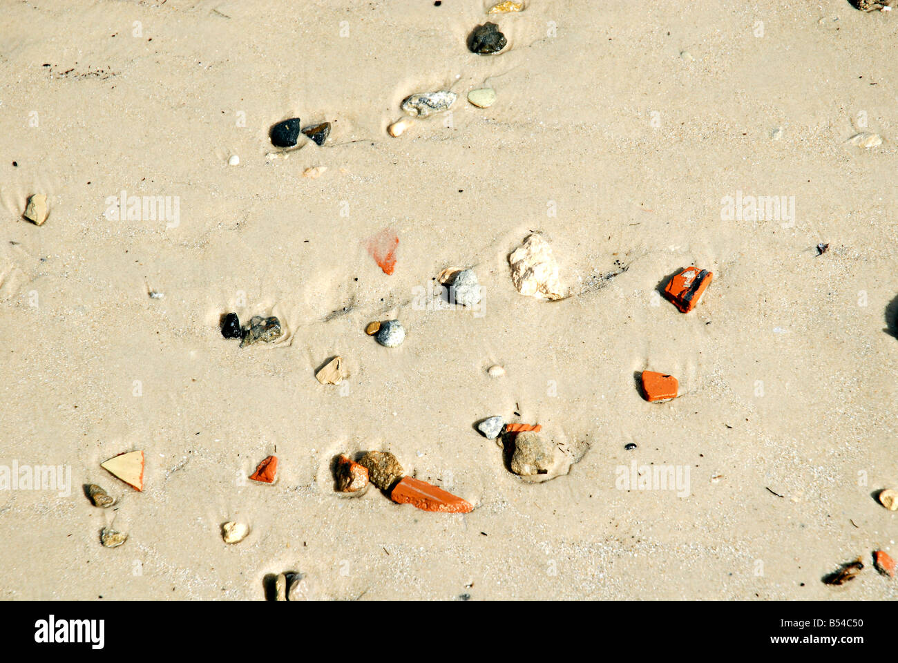 Shells on the beach sand Stock Photo - Alamy