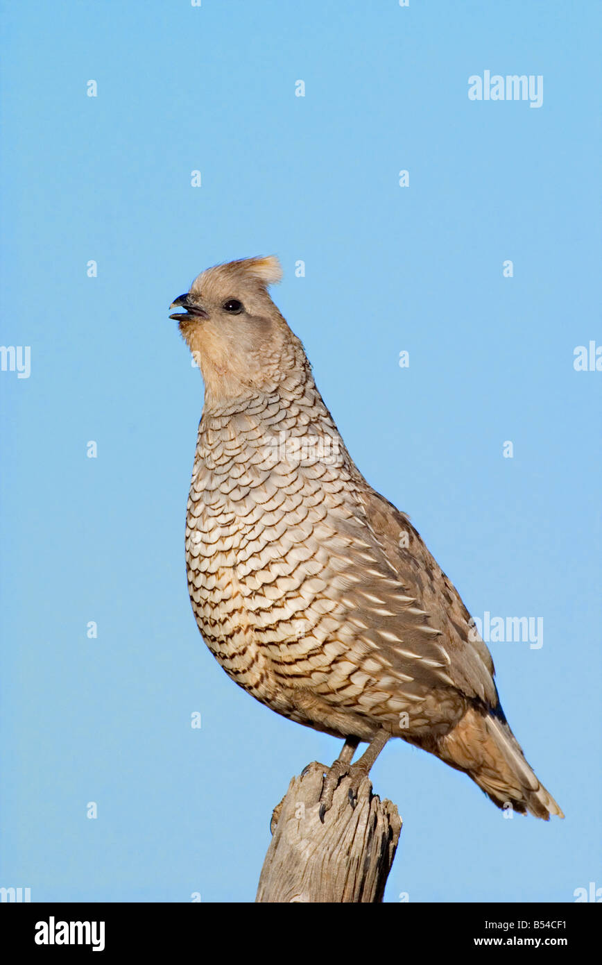 Scaled Quail Adult Male Stock Photo - Alamy