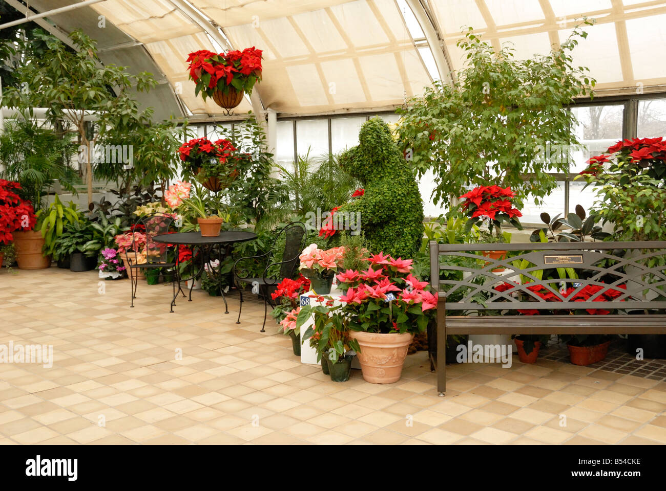 poinsettia christmas display at atrium Stock Photo - Alamy