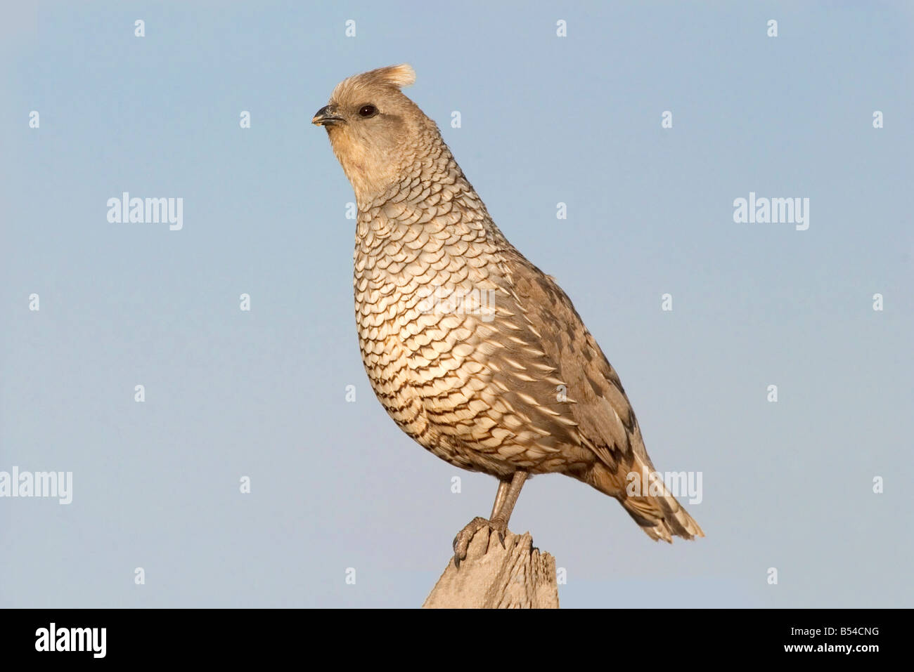 Scaled Quail Adult Male Stock Photo - Alamy