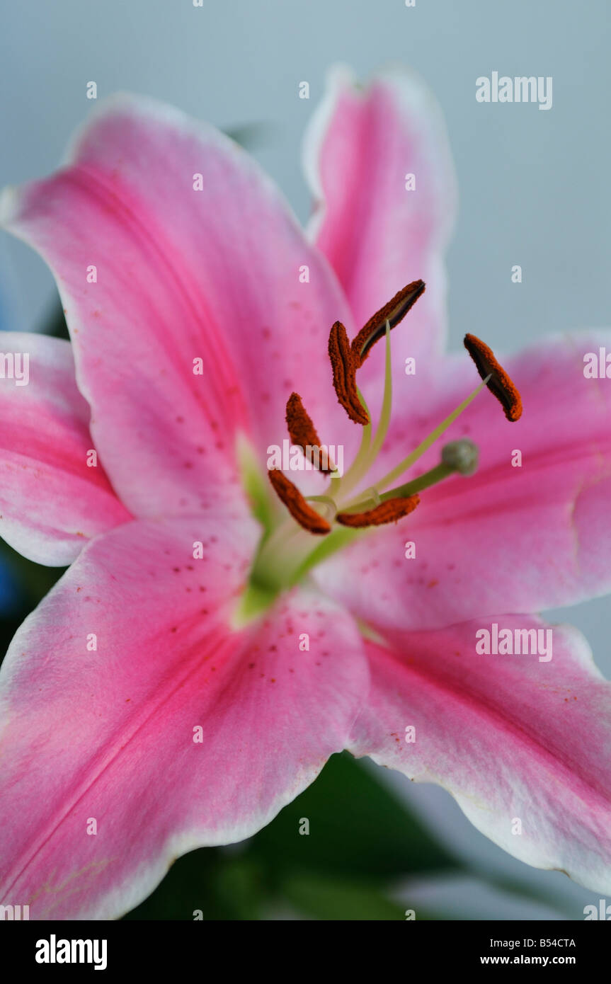 Pink Tiger Lily flower Stock Photo - Alamy