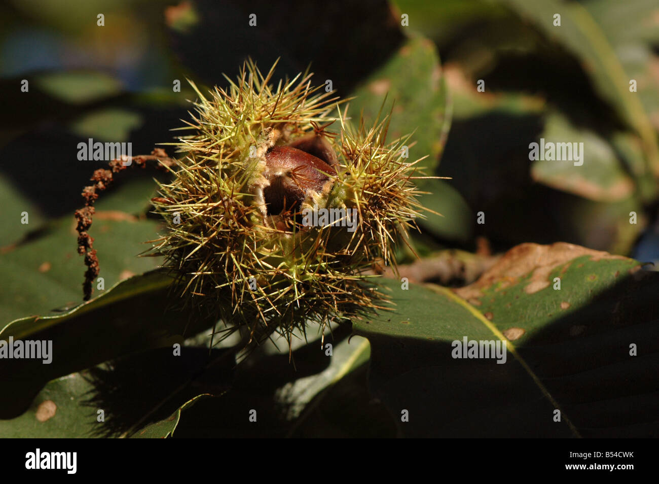 A Sweet Chestnut fruit opening Stock Photo - Alamy