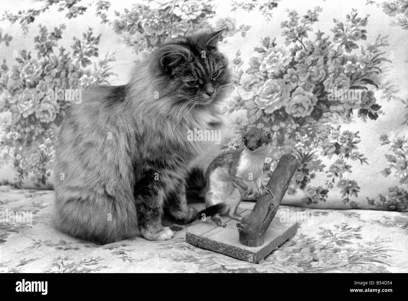 Stoat with Black and White Stock Photos & Images - Alamy